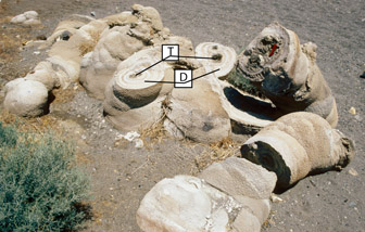 The Tufas of Pyramid Lake, Nevada
