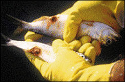 Science for Ecosystem Restoration: The Place-Based Studies Program