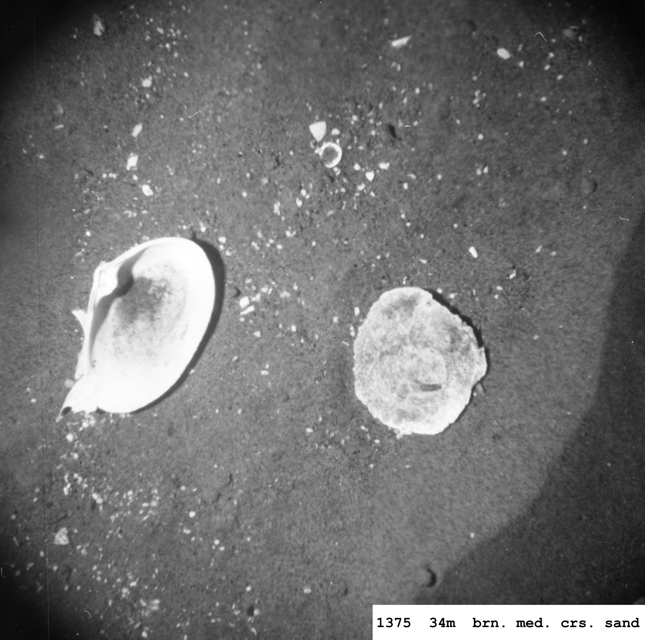 USGS OFR01 154 Bottom Photos Field ID 1375