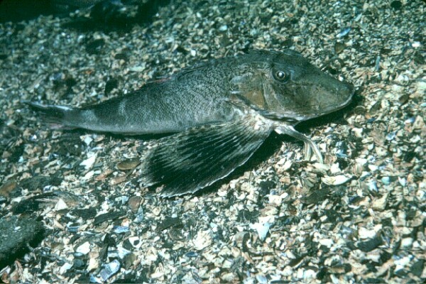 USGS OFR2004-1003: Bottom photograph of northern sea robin (Prionotus ...