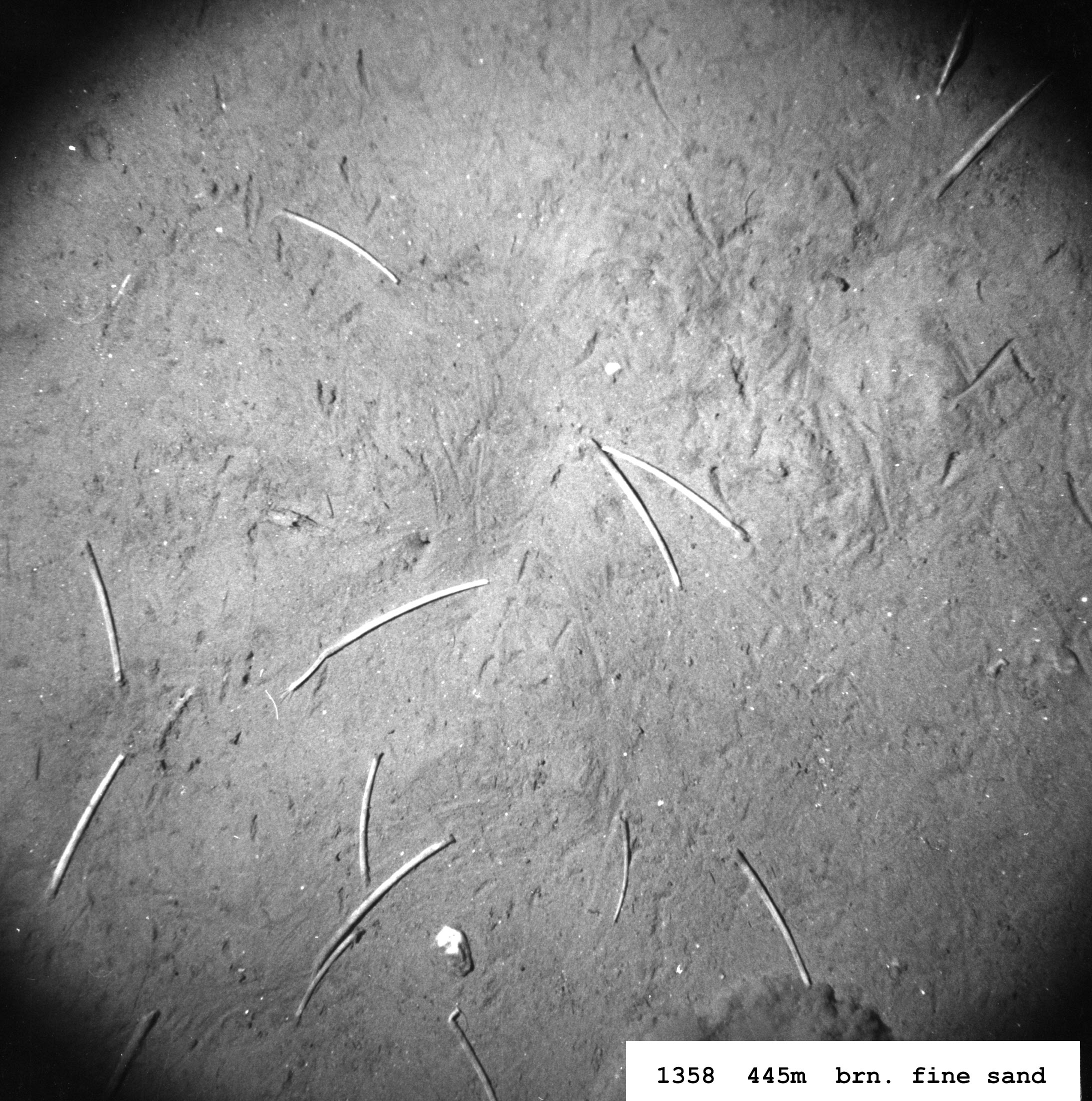 USGS Open-File Report 2006-1046: sea floor Photos